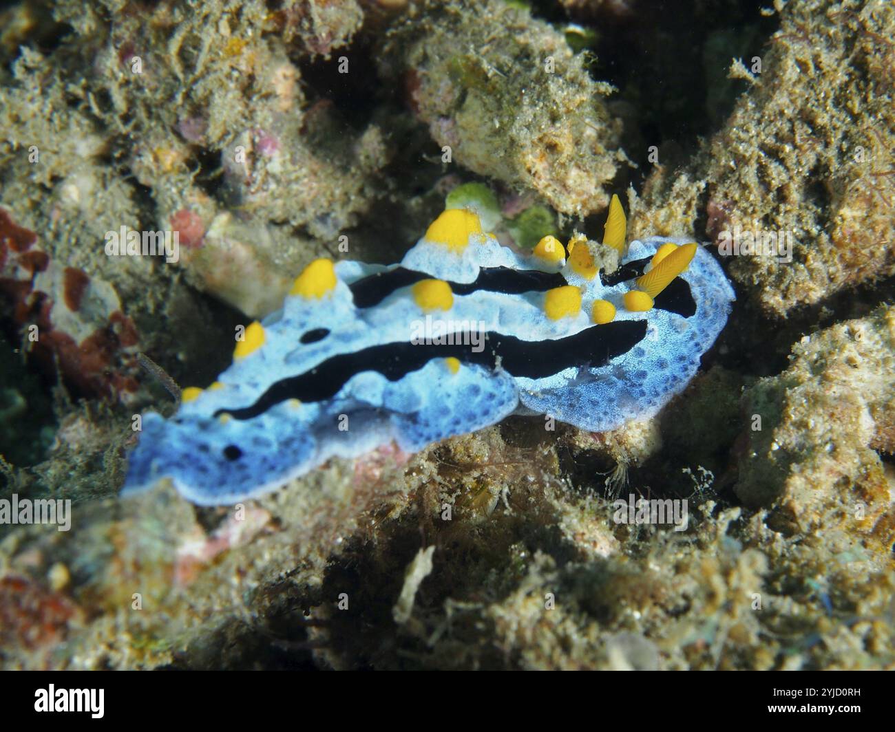 A blue and yellow sea snail, Adriatic wart slug (Phyllidia varicosa ...