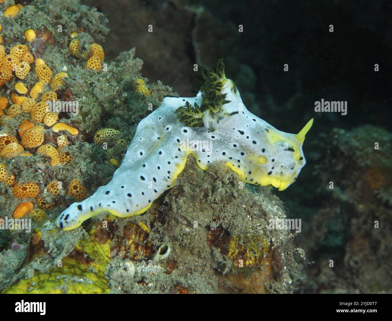 Snail with dotted patterns, grey banana nudibranch (Notodoris serenae ...