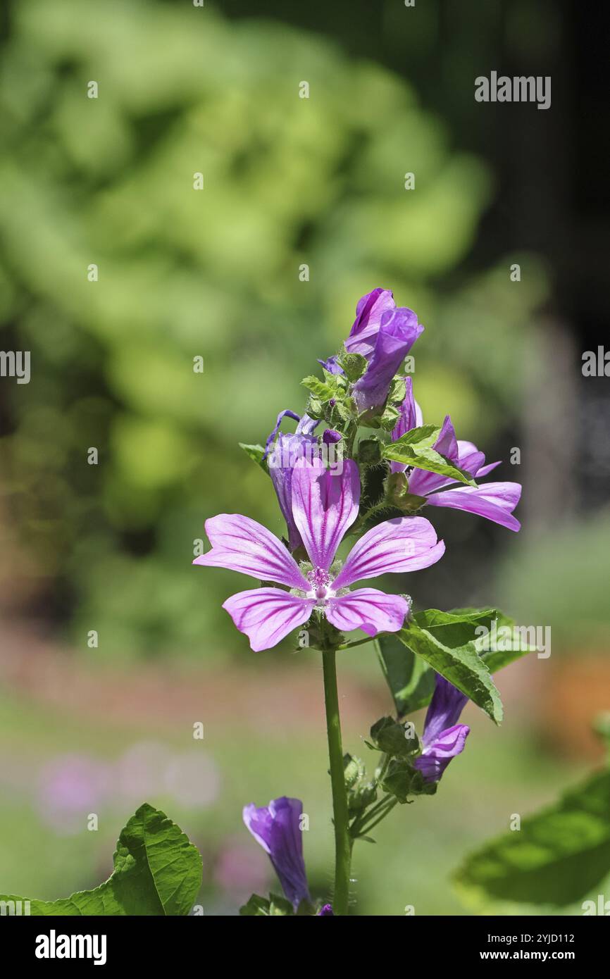 Common mallow (Malva sylvestris), flower in a meadow, medicinal plant ...