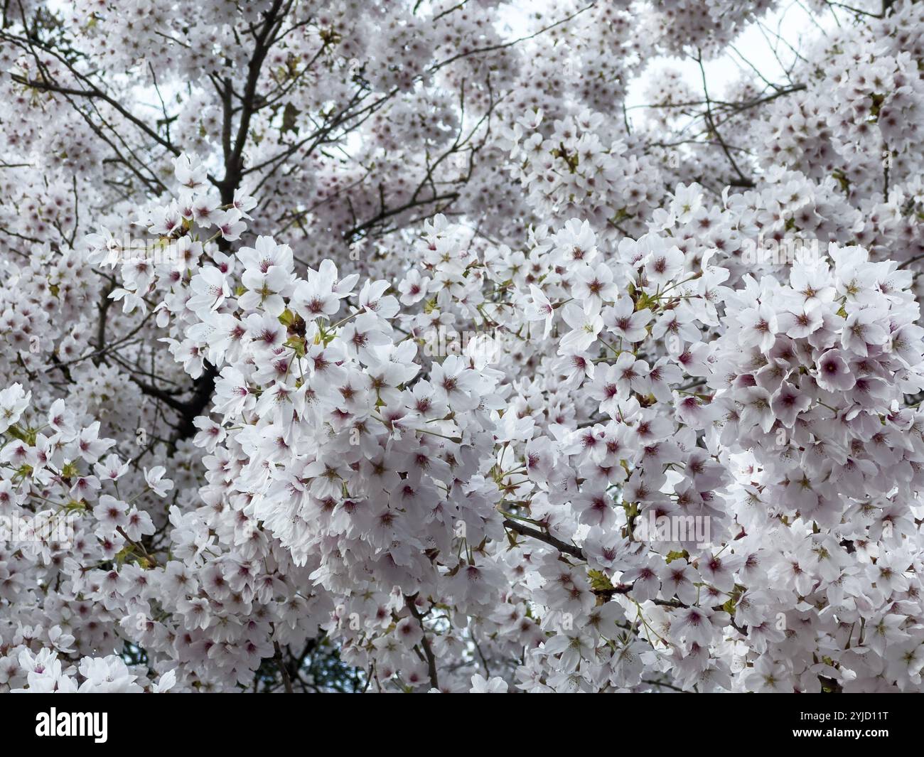 Cherry plum, myrobalan, myrobalan tree, cherry plum tree, Turkish plum ...