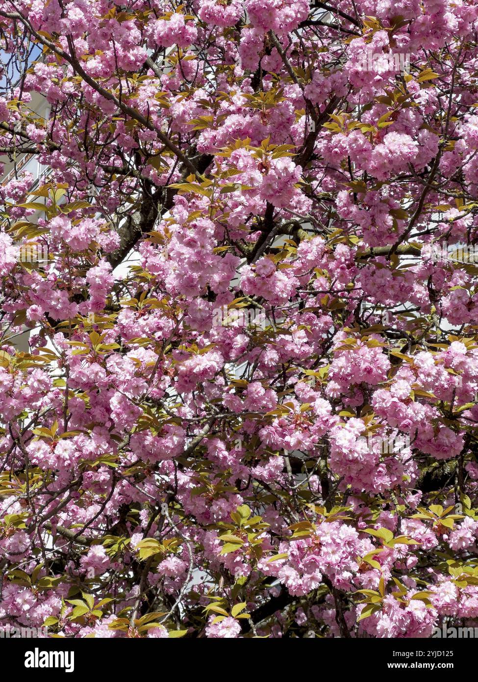 Japanese Cherry, Oriental Cherry, East Asian Cherry, Japanese Cherry ...