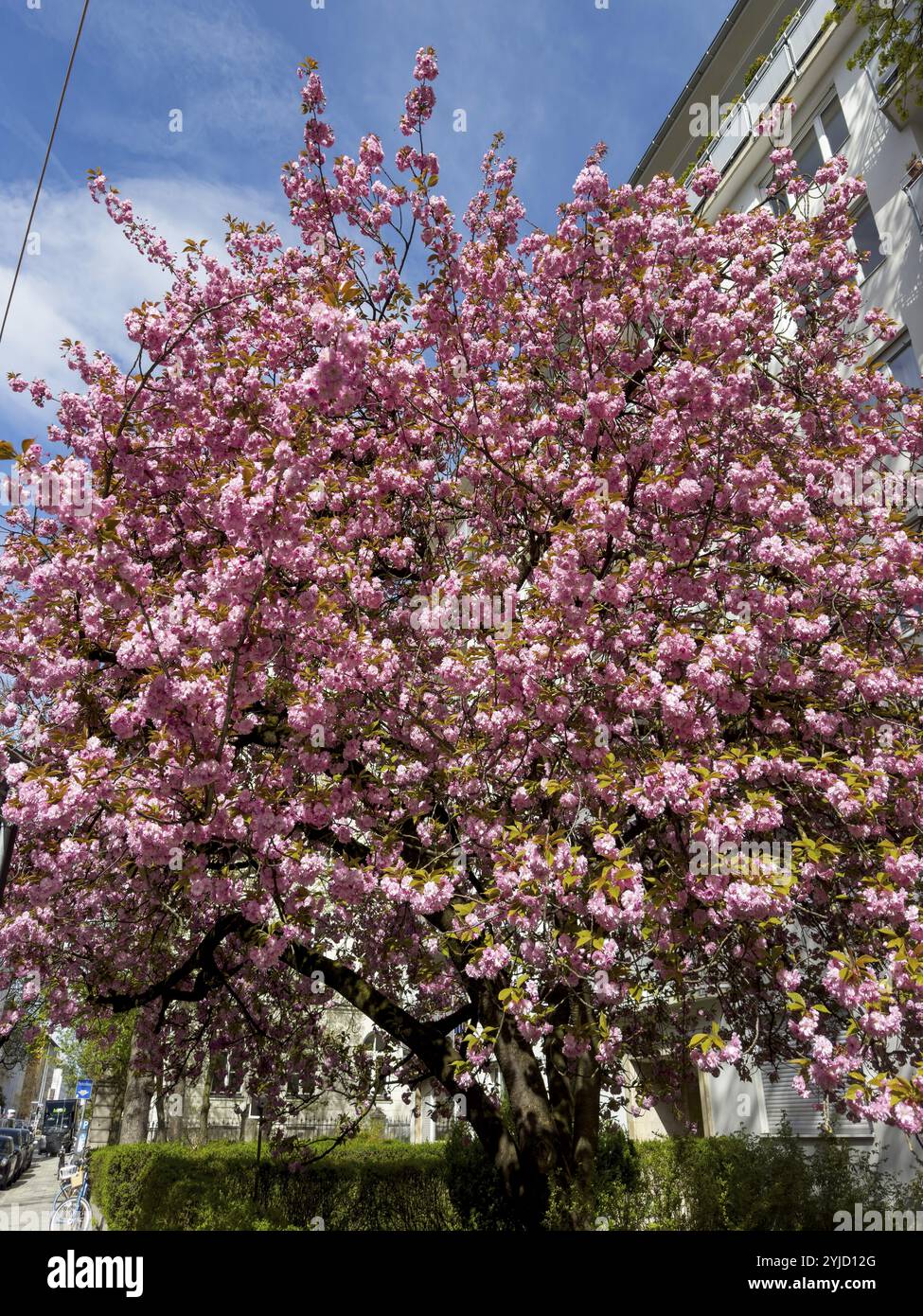 Japanese Cherry, Oriental Cherry, East Asian Cherry, Japanese Cherry ...