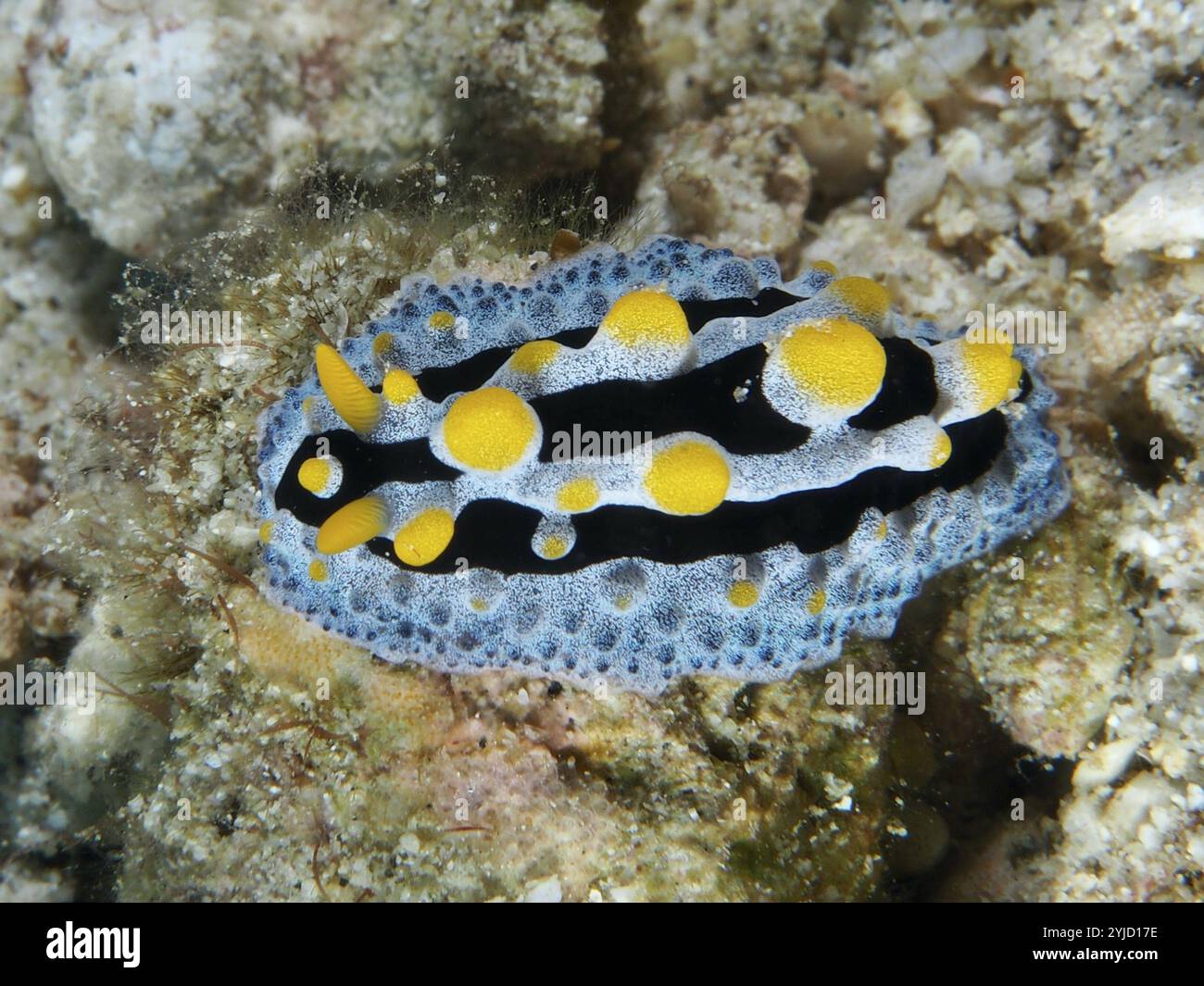 Blue nudibranch with yellow dots, Yellow wart slug (Phyllidia varicosa ...