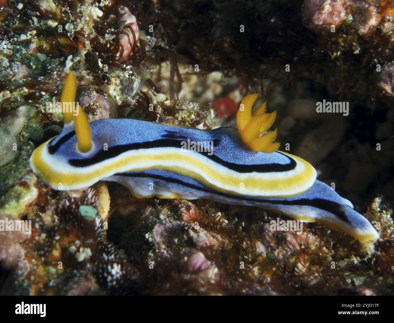 Elisabeths chromodoris hi-res stock photography and images - Alamy
