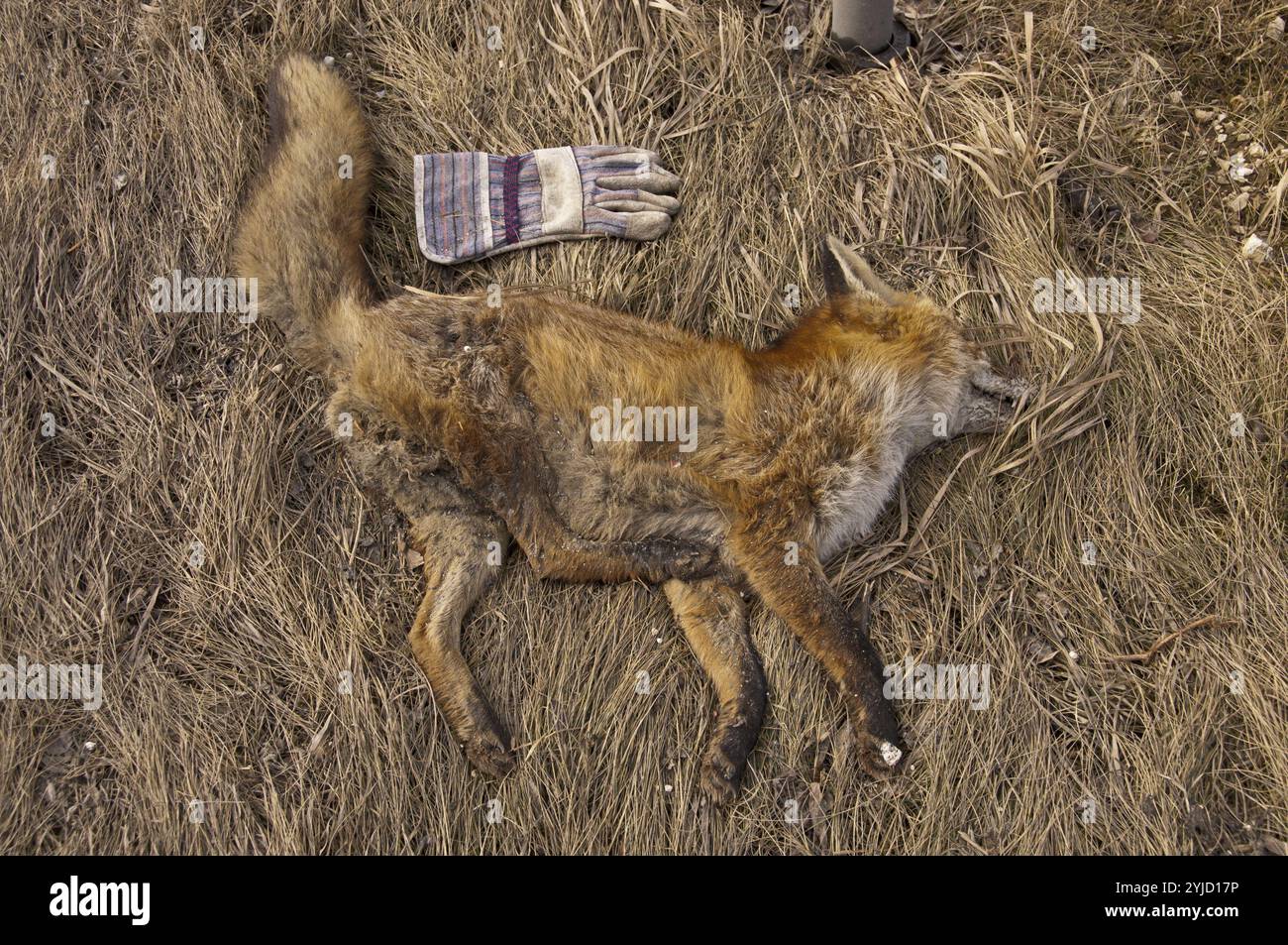 Dead red fox (Vulpes vulpes) at the roadside Stock Photo - Alamy