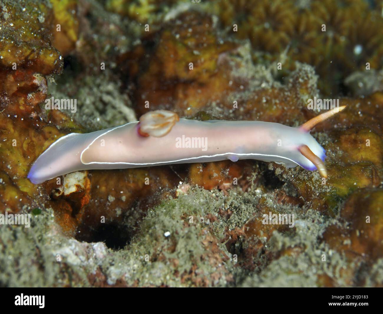 Elongated pink nudibranch, Bullock's starfish (Hypselodoris bullockii ...