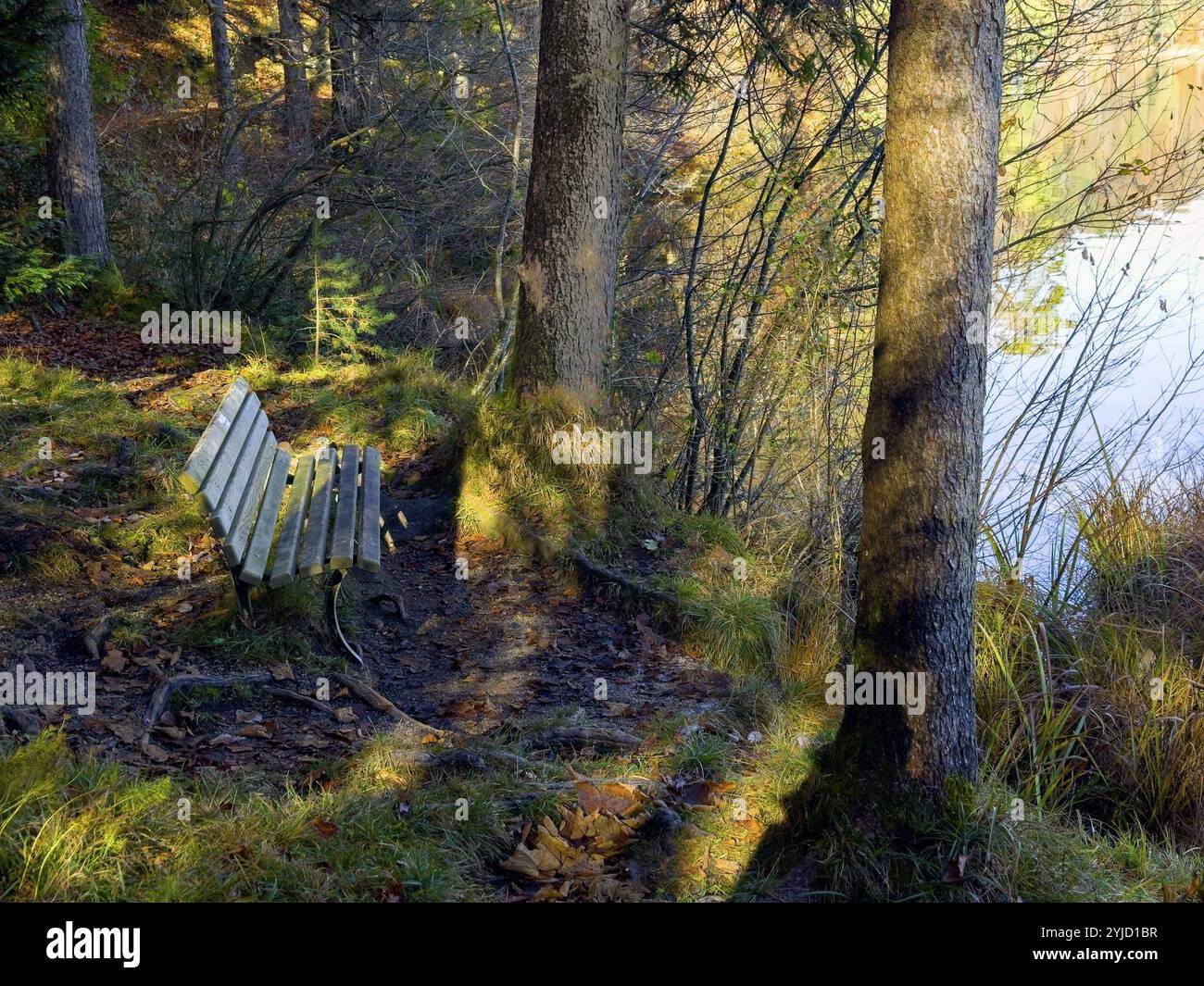Woods and forests hi-res stock photography and images - Alamy