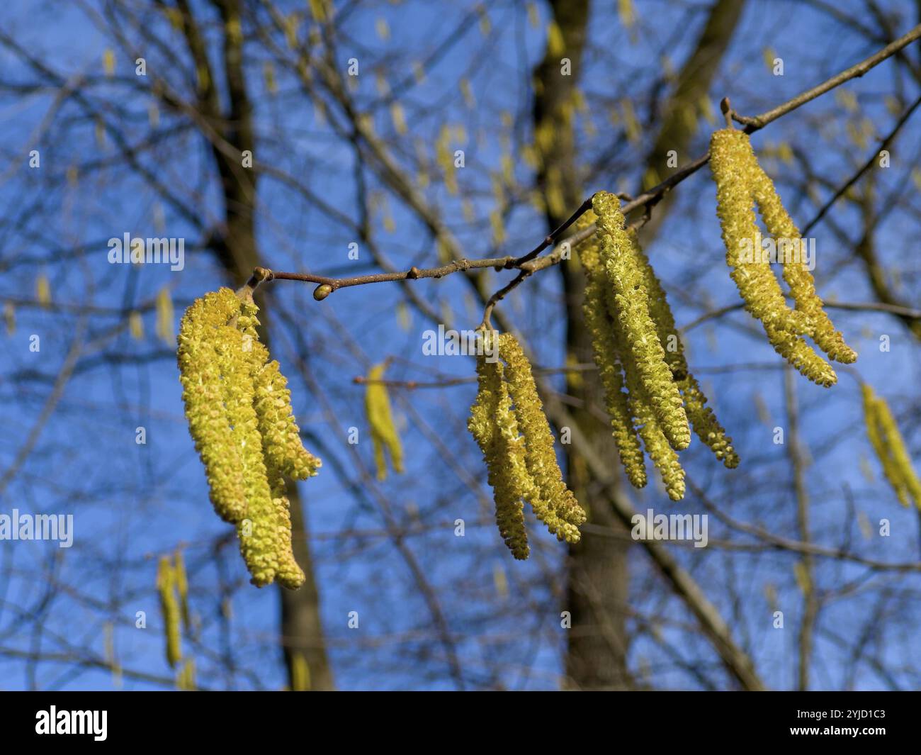 Flowering Common hazel, Hazelnut bush, Hazel bush, Drateln, Hagnuss ...