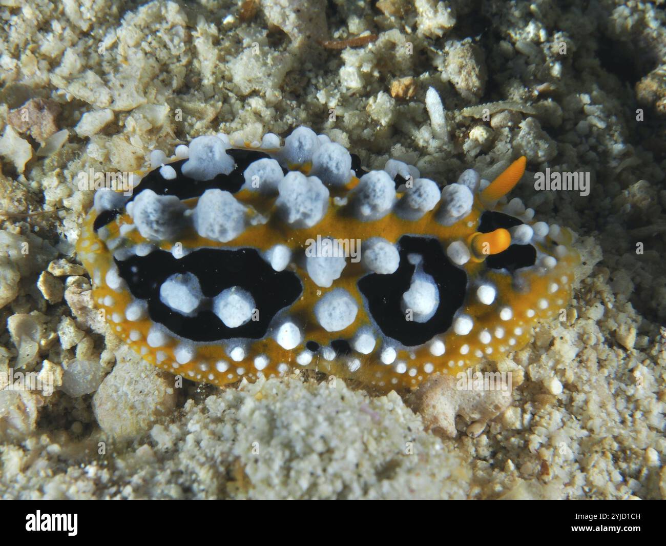 Black-orange sea snail with white bumps, eyespot warty snail (Phyllidia ...
