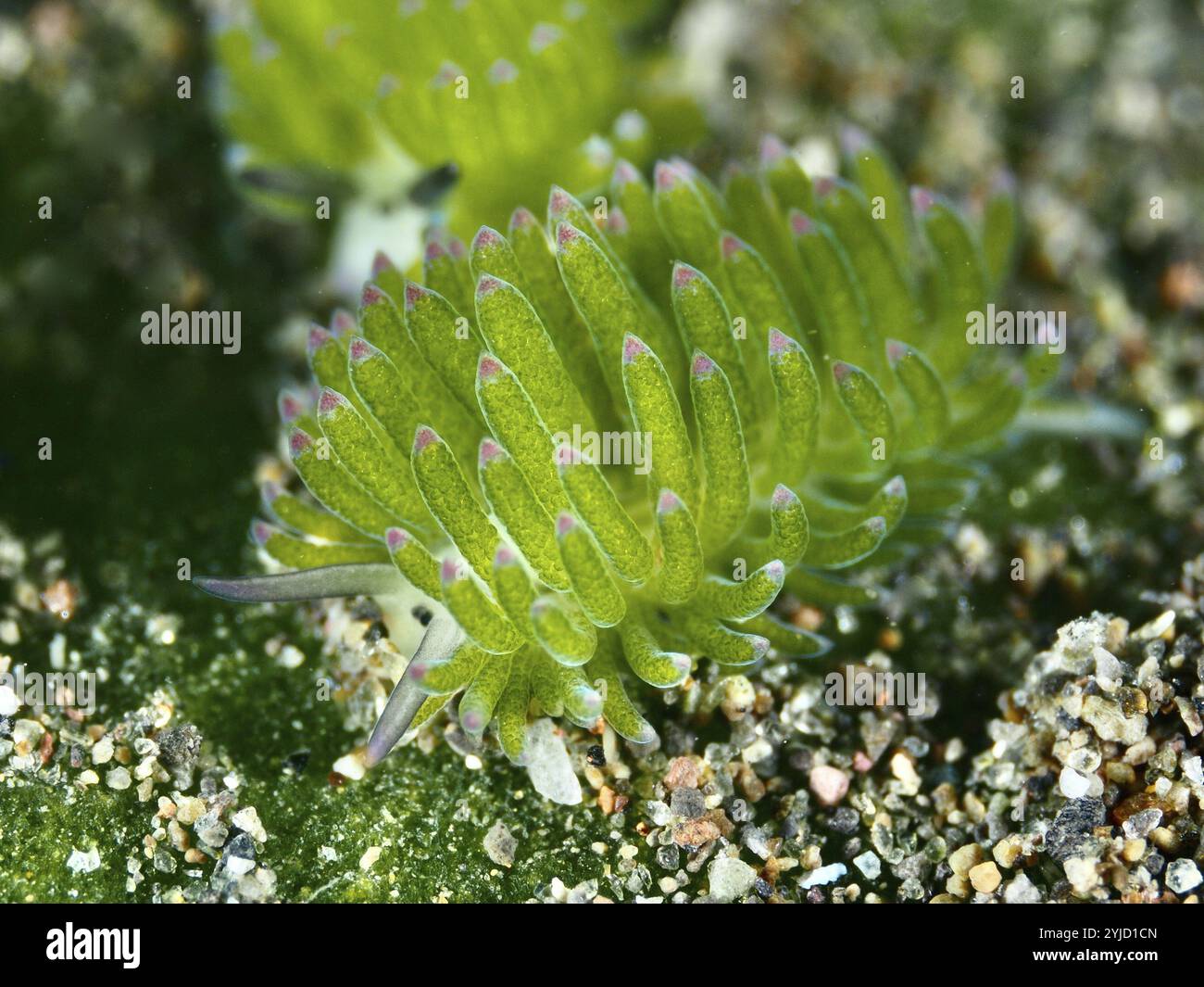 Green nudibranch, leaf sheep snail (Costasiella kuroshimae), on sandy ...