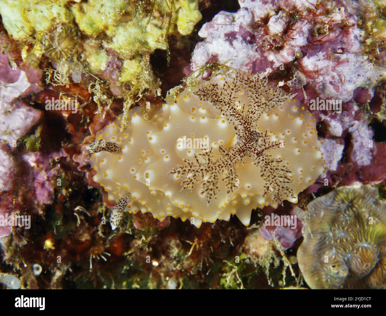 A single brown-yellow nudibranch with blotchy skin, Batangas Halgerda ...