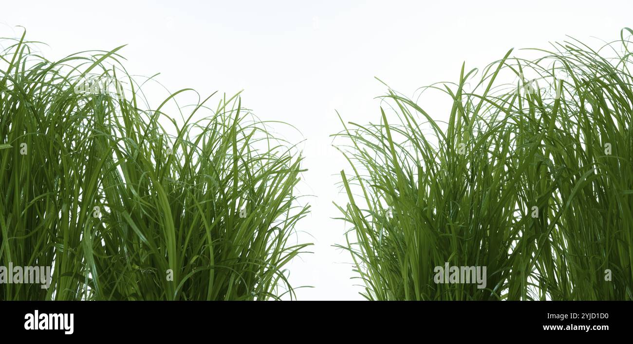 Blades of grass in front of a white background, studio shot Stock Photo ...