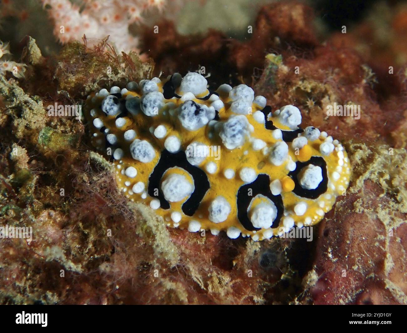 Gastropod patterns hi-res stock photography and images - Alamy