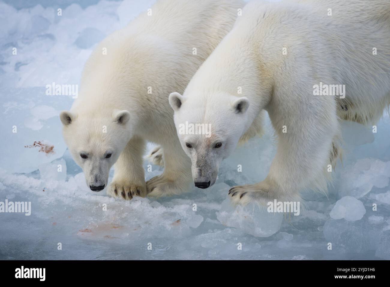 Polar bears (Ursus maritimus) on the pack ice at 82 degrees north ...