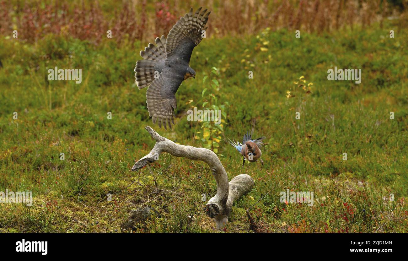 Sparrowhawk (Accipeter nisus) attacking a jay (Garrulus glandarius) in ...