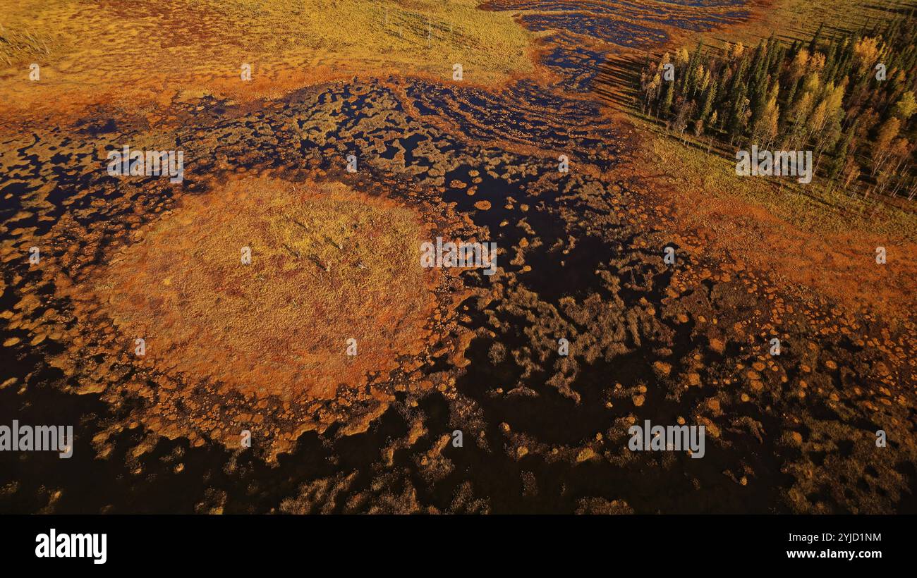 Moor, adjacent forest, autumn, intense colouring, drone shot, without ...