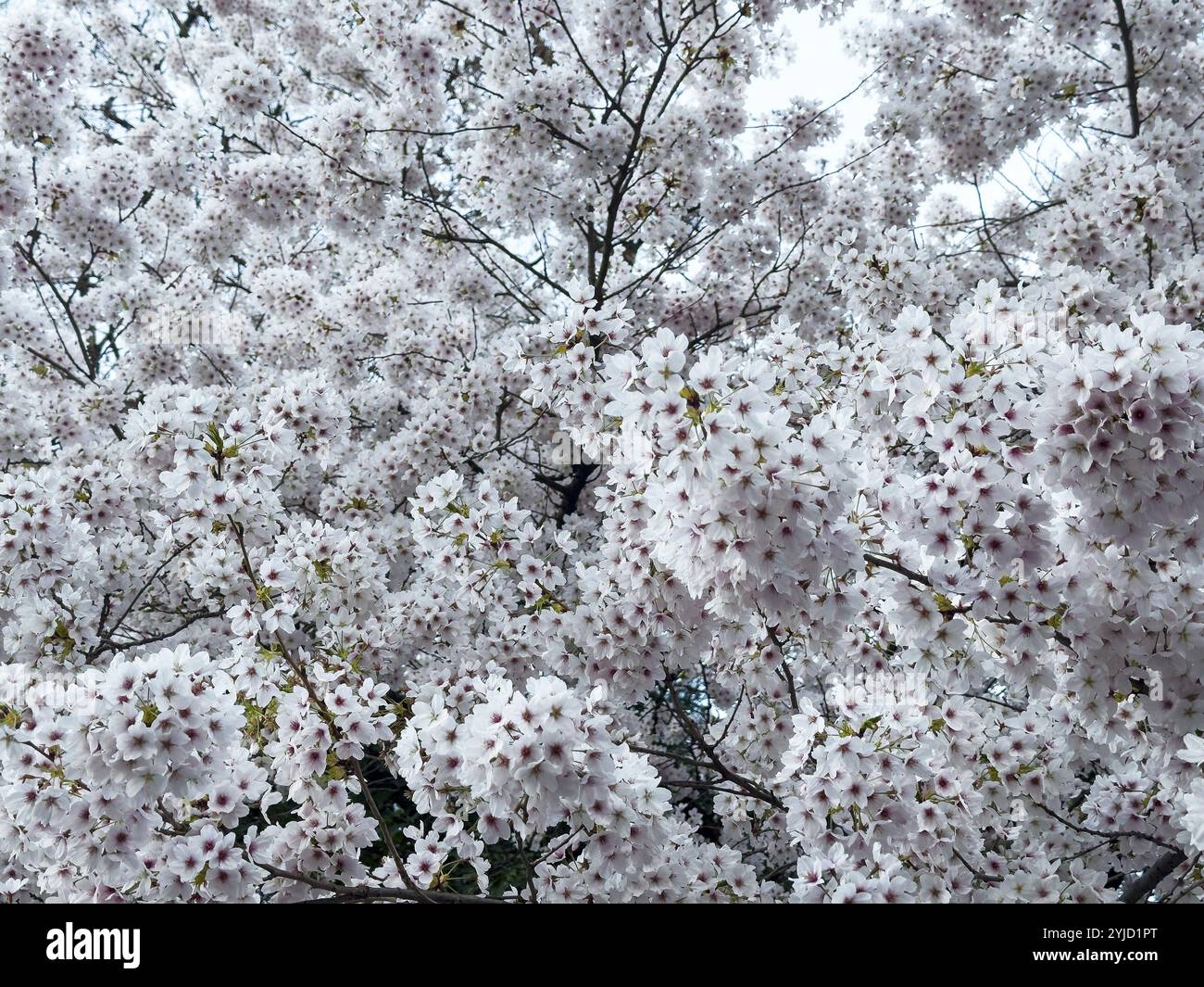 Cherry plum, myrobalan, myrobalan tree, cherry plum tree, Turkish plum ...