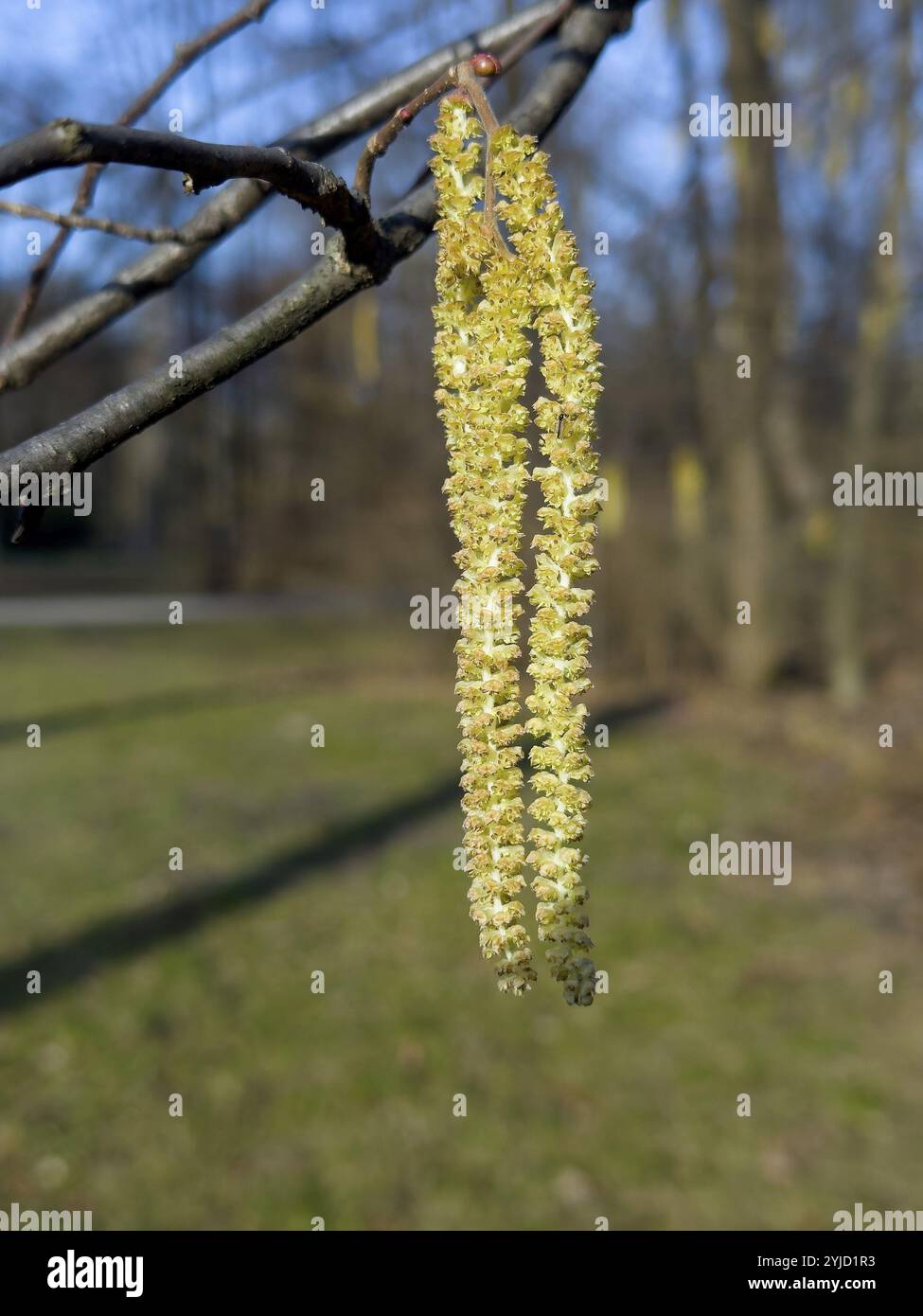 Flowering Common hazel, Hazelnut bush, Hazel bush, Drateln, Hagnuss ...