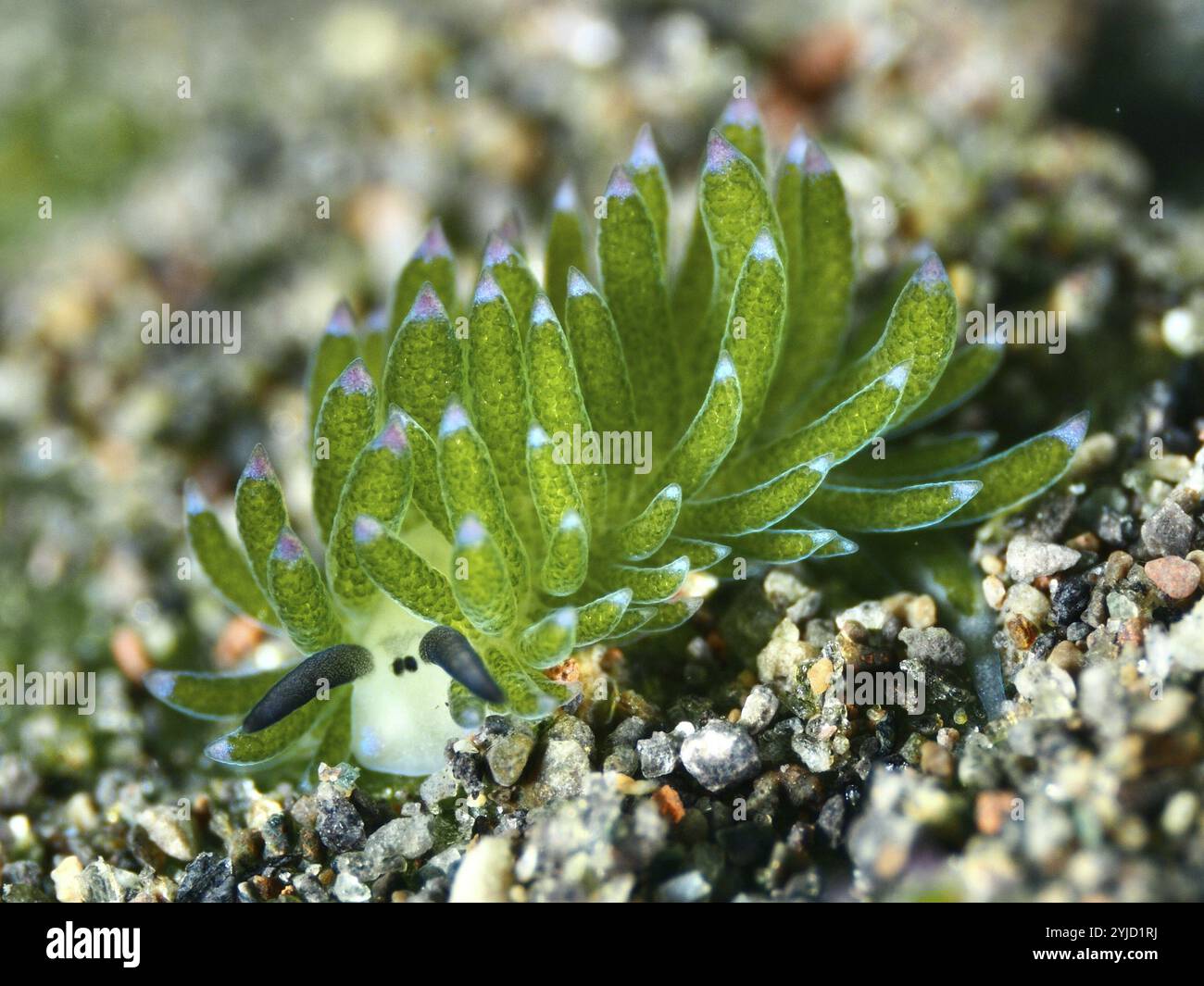 Close-up of a green snail, leaf sheep snail (Costasiella kuroshimae ...
