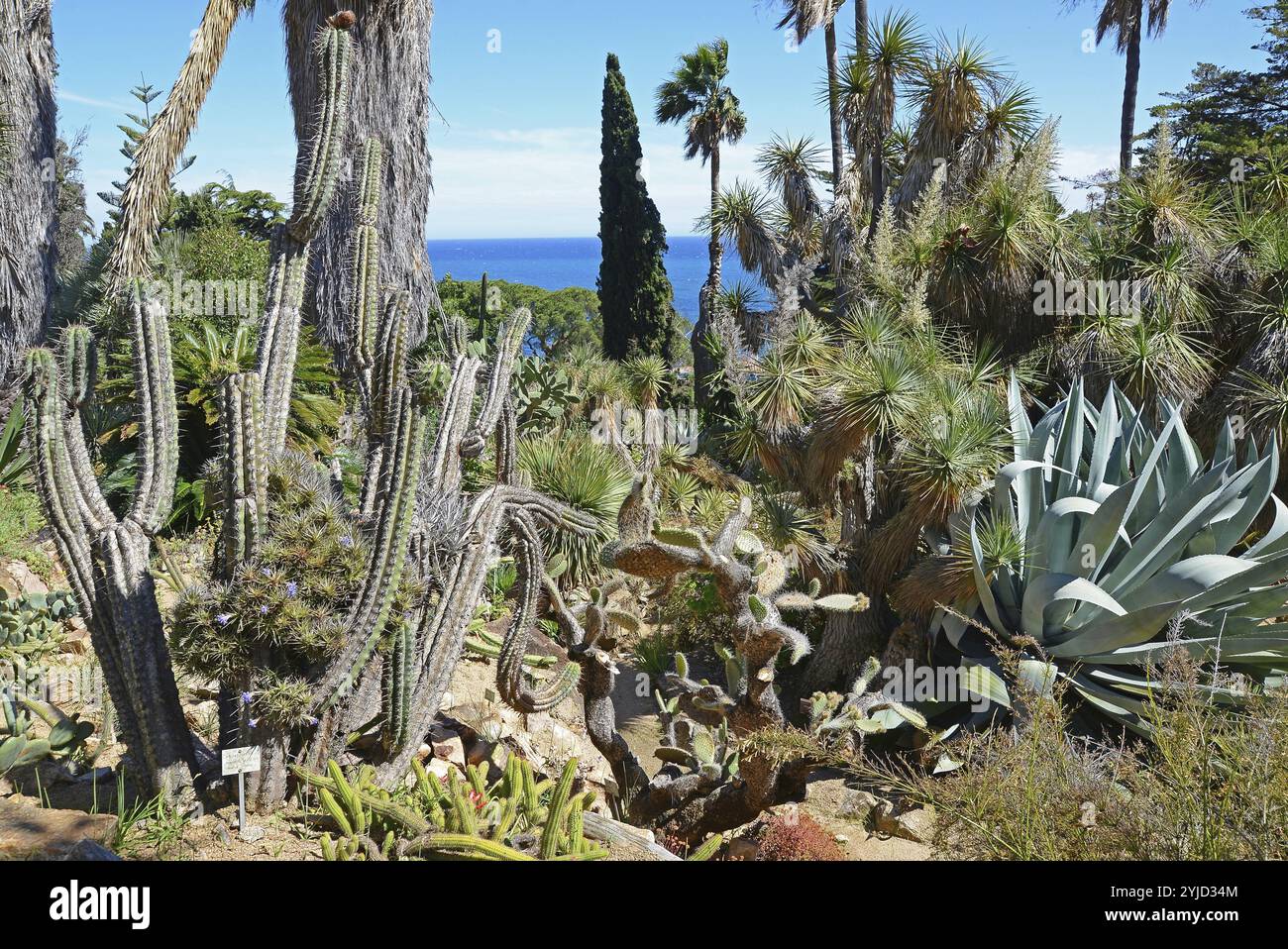 Cacti, palm trees, Mediterranean and desert vegetation, the sea Stock ...