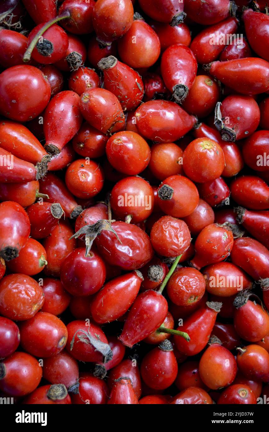 A close-up of vibrant red rose hips with a detailed texture Stock Photo ...