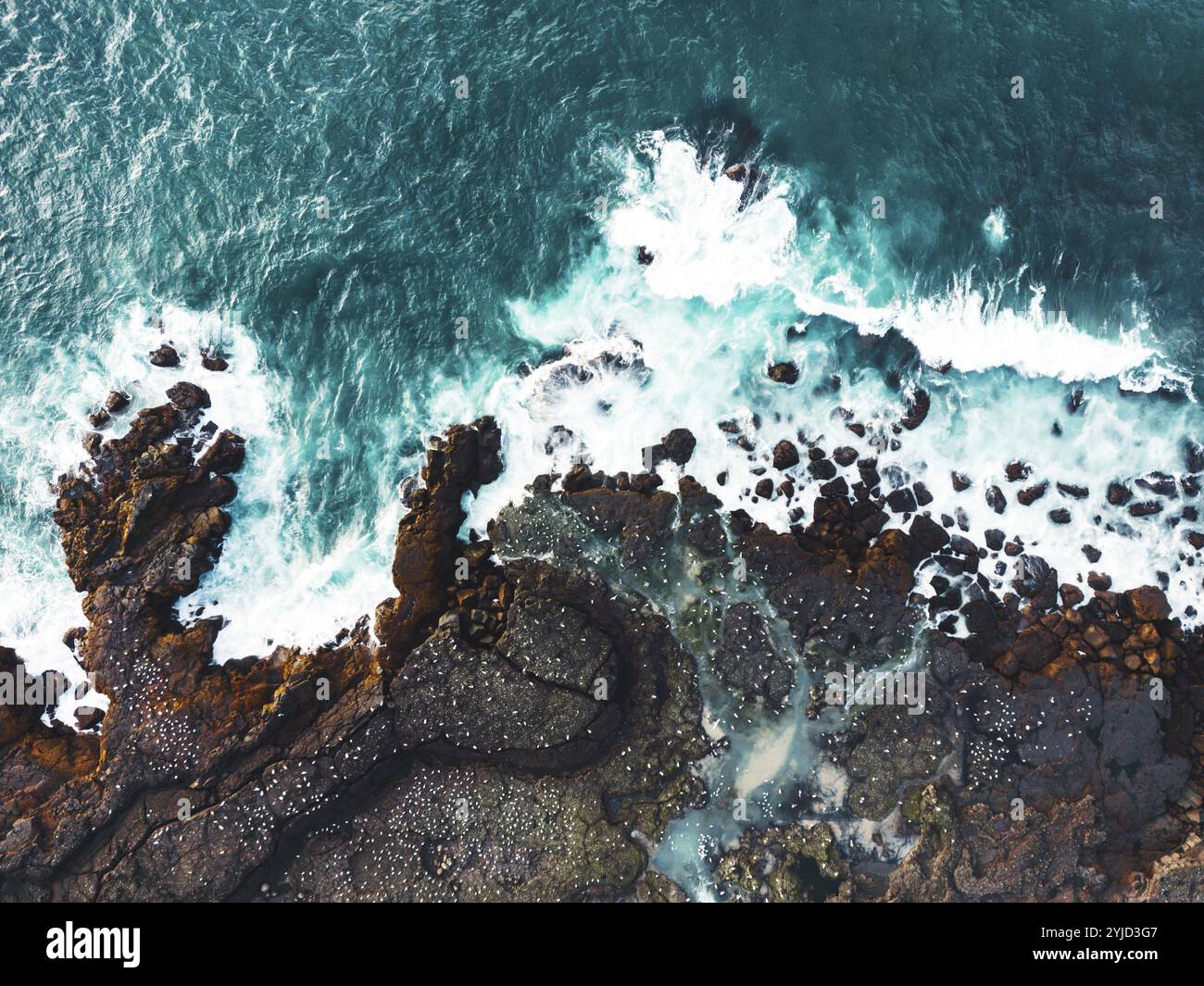 Atlantic puffins nesting in Iceland on the cliffs by the ocean. Autumn ...