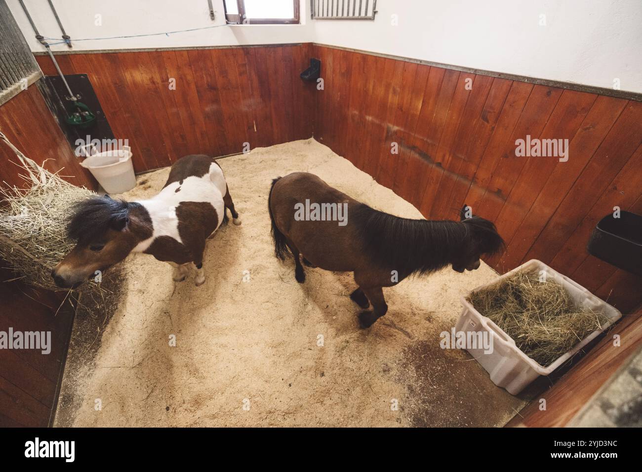 Top down view inside the stable with two little ponies standing still ...