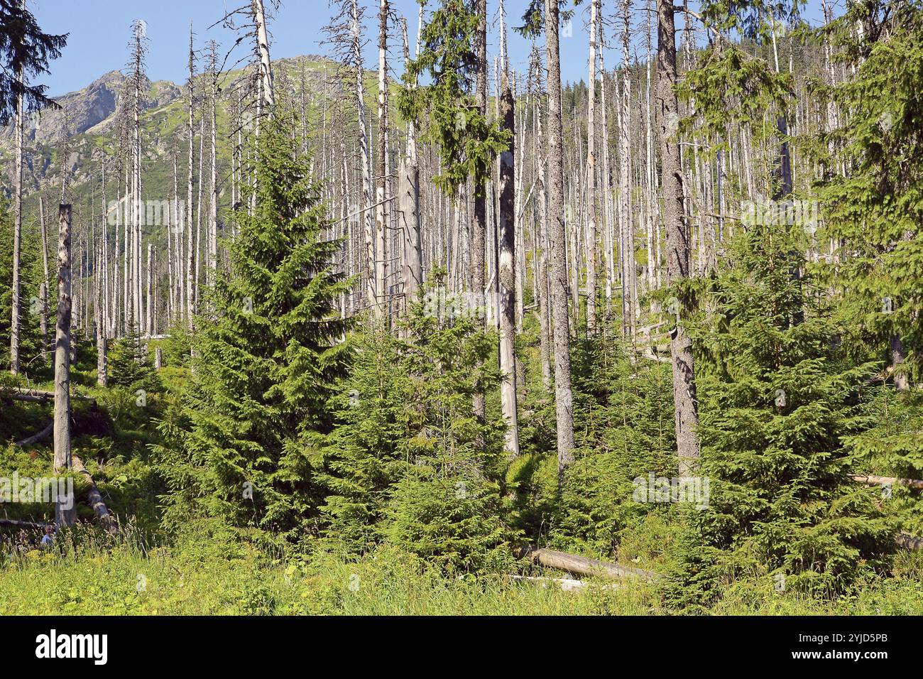 The forest in Dolina Rybiego Potoku, (Fischbach Valley), forest dieback ...