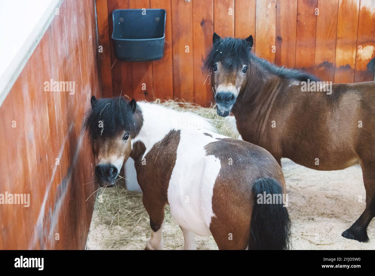 Top down view inside the stable with two little ponies standing still ...