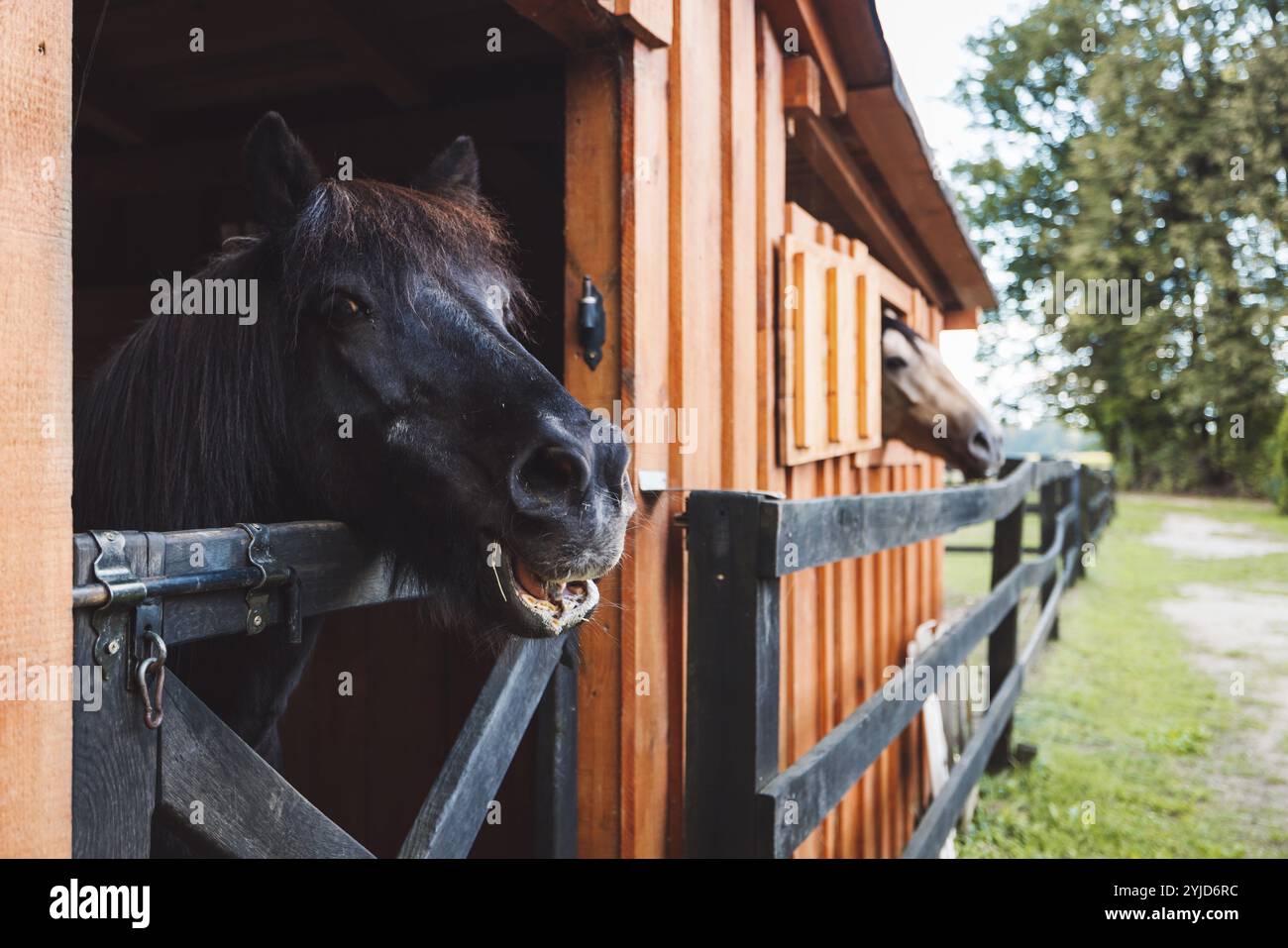 Curious black horse looking out the stables leaning on the gate with ...