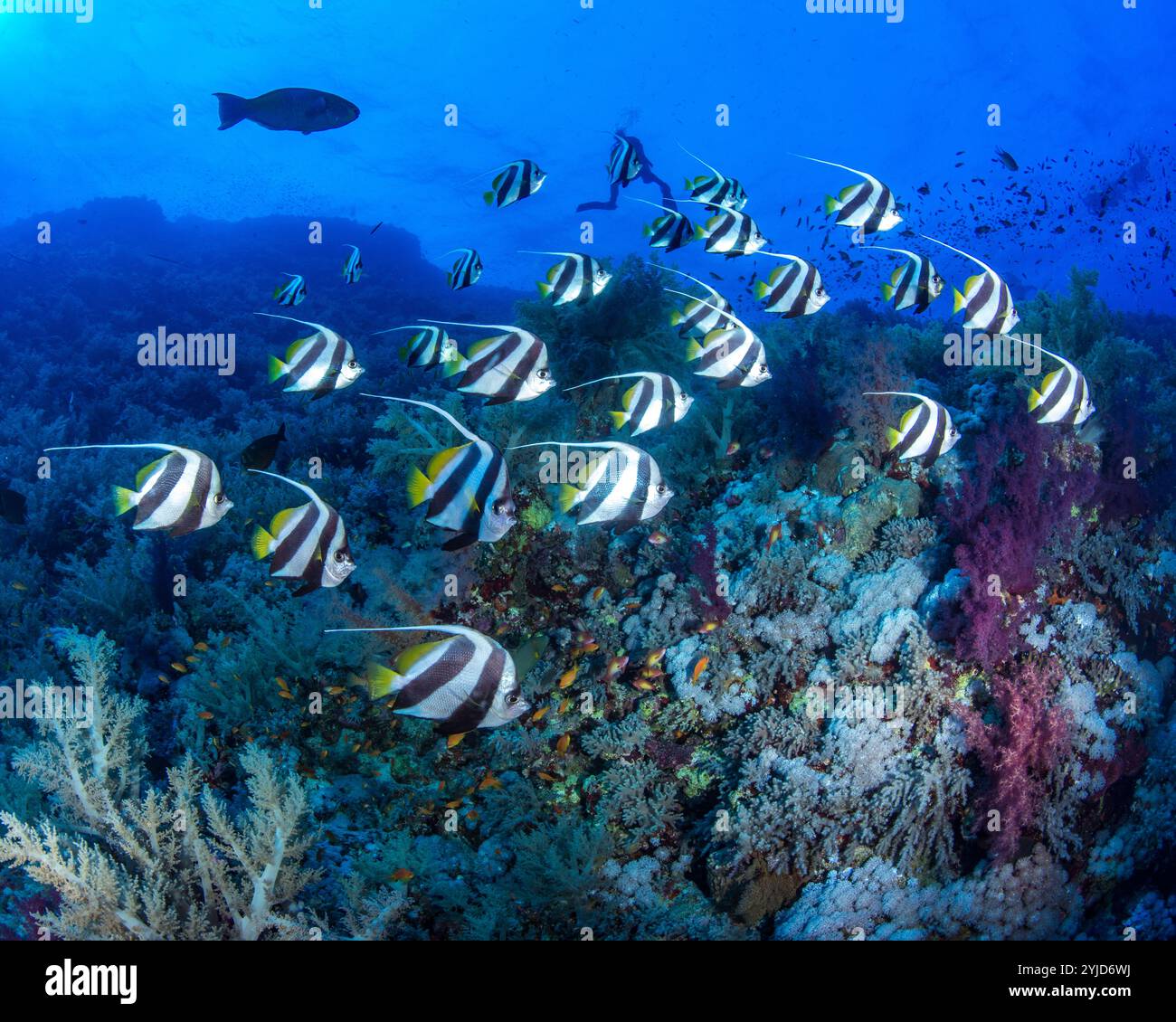 Indian bannerfish hi-res stock photography and images - Alamy