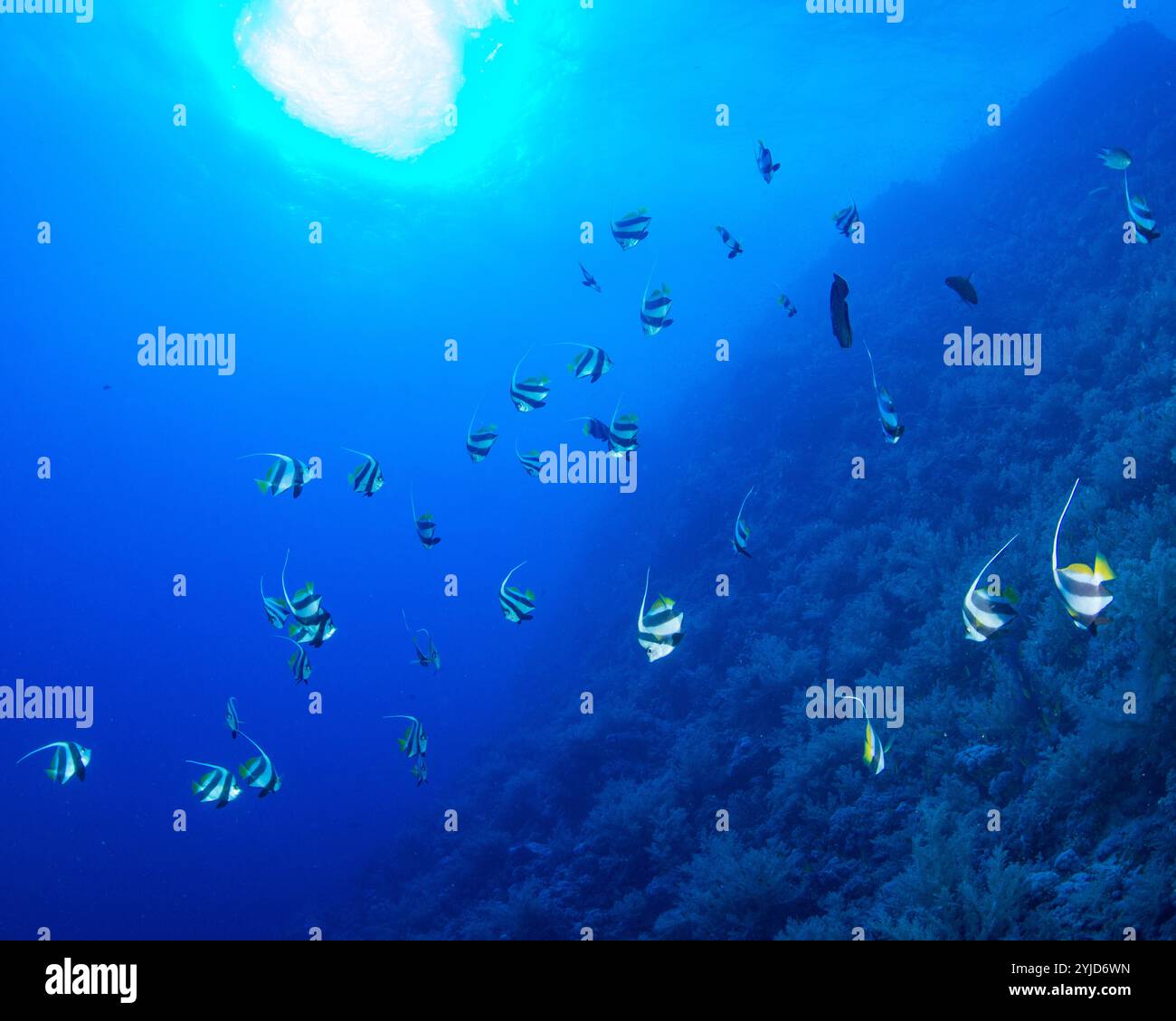 Indian bannerfish hi-res stock photography and images - Alamy