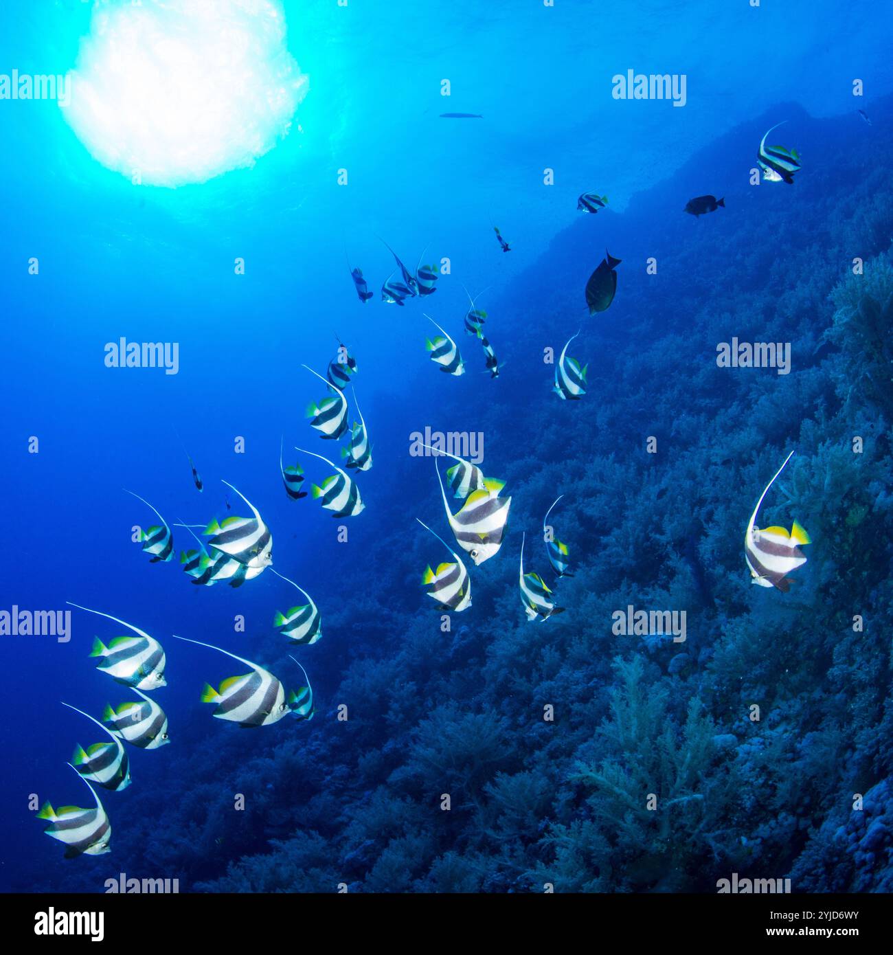 Indian bannerfish hi-res stock photography and images - Alamy