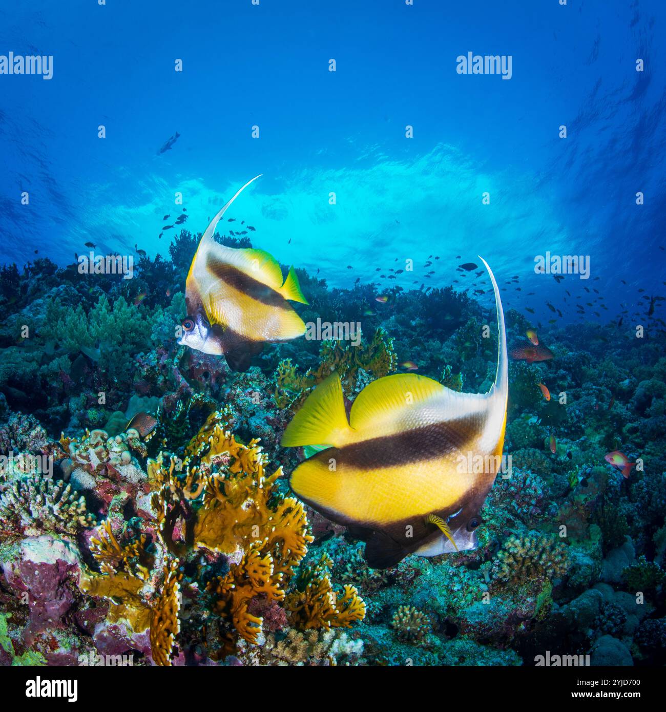 Moorish idol coral reef hi-res stock photography and images - Alamy
