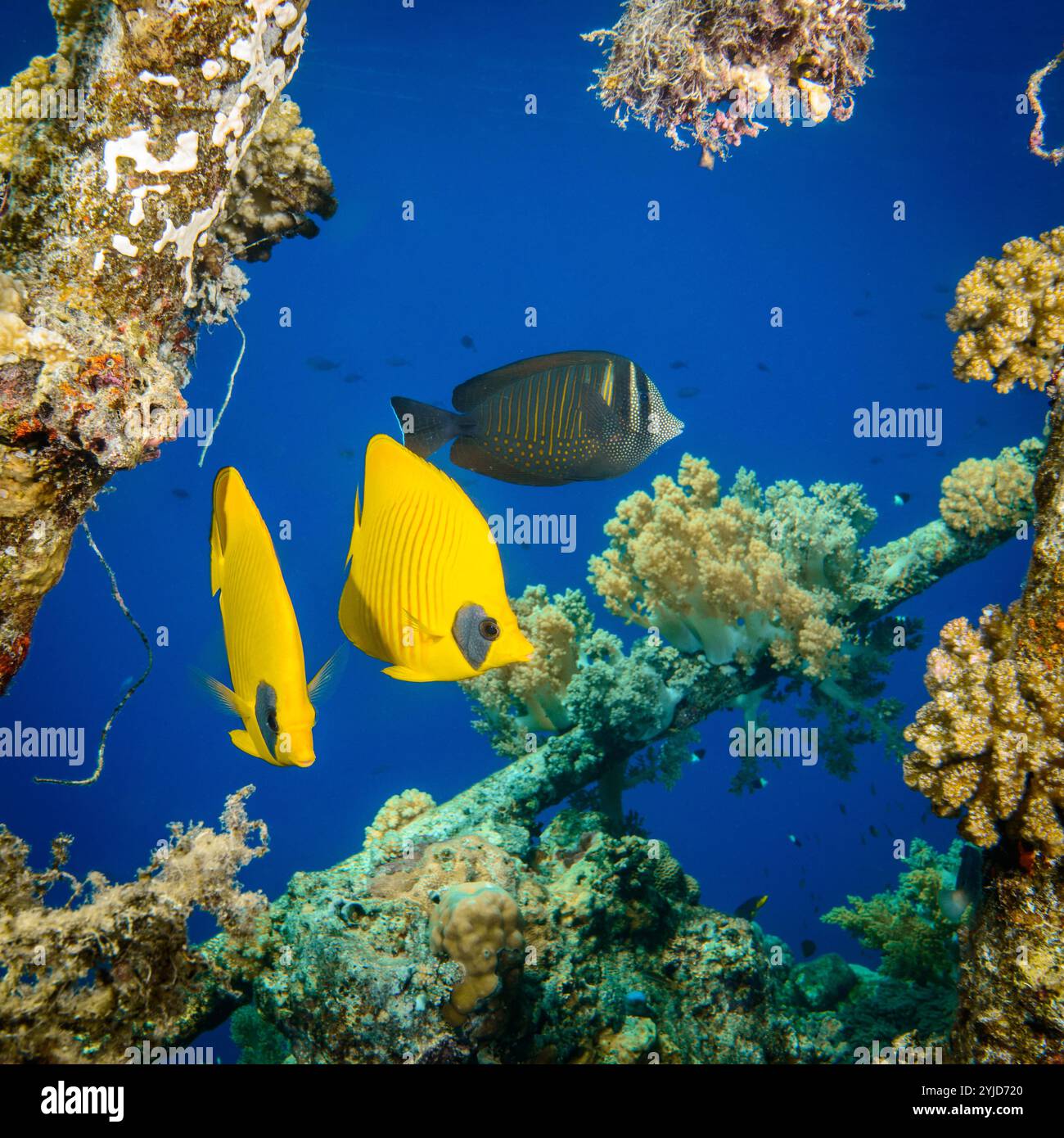 masked butterflyfish big brother red sea Stock Photo - Alamy
