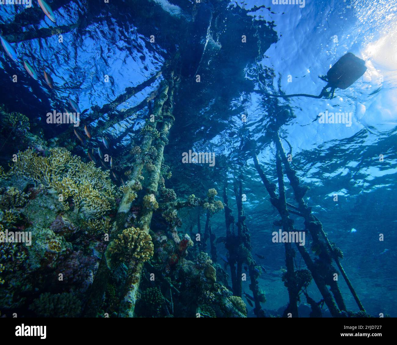 under the jetty big brother island red sea Stock Photo - Alamy