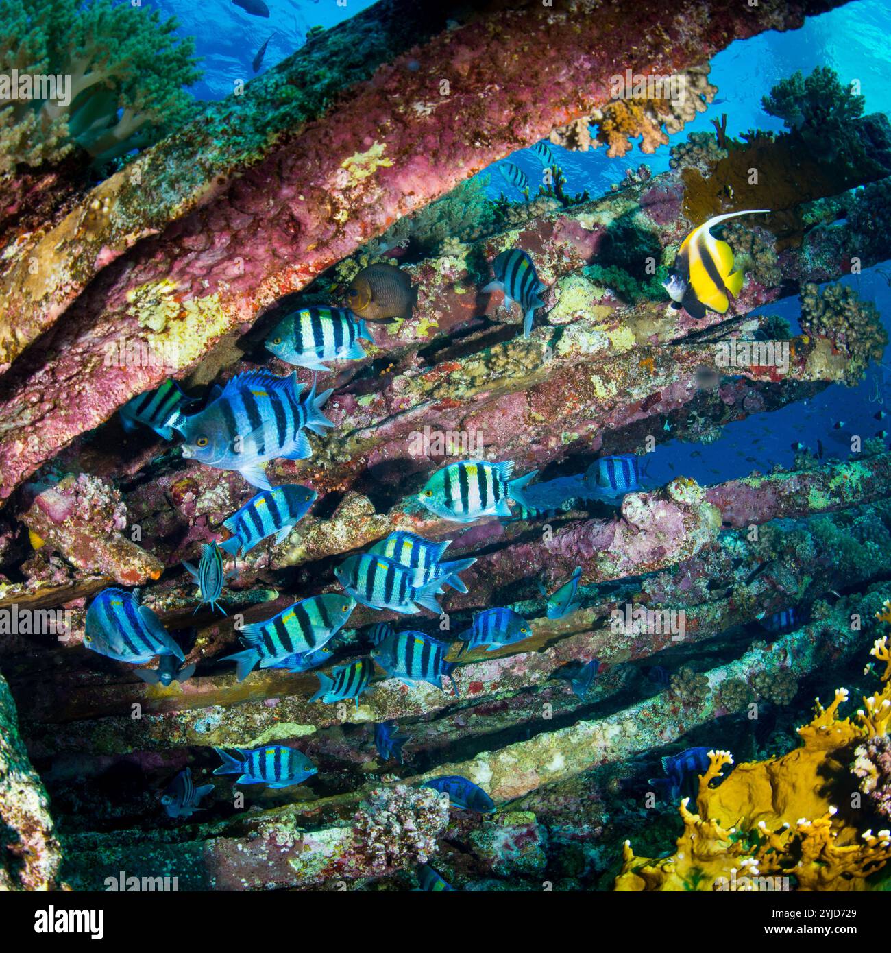 Sergeant major fish hi-res stock photography and images - Alamy