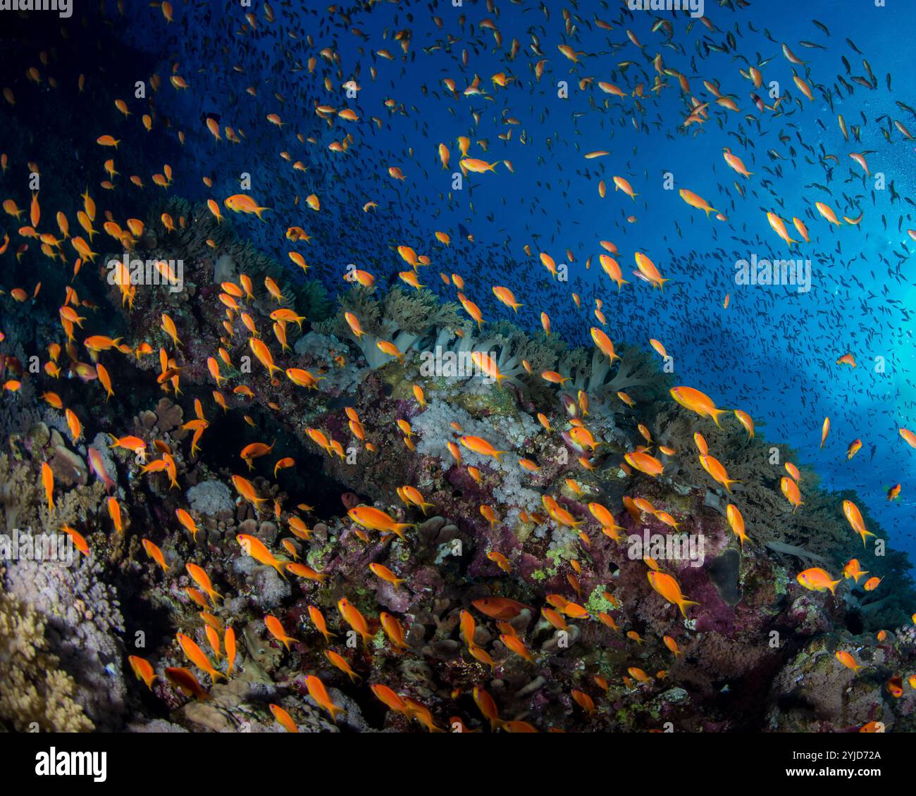 coral reef big brother red sea Stock Photo - Alamy