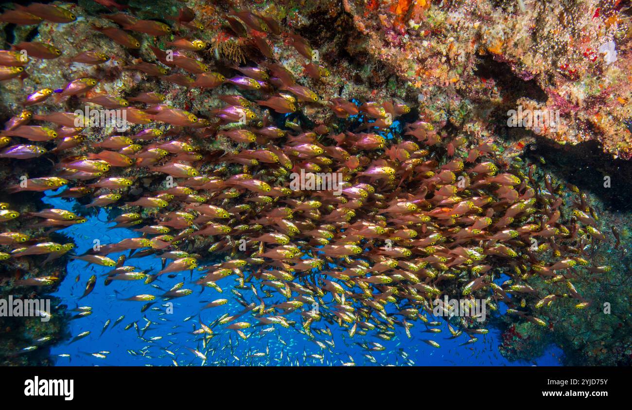 yellow sweepers in cavern red sea Stock Photo - Alamy