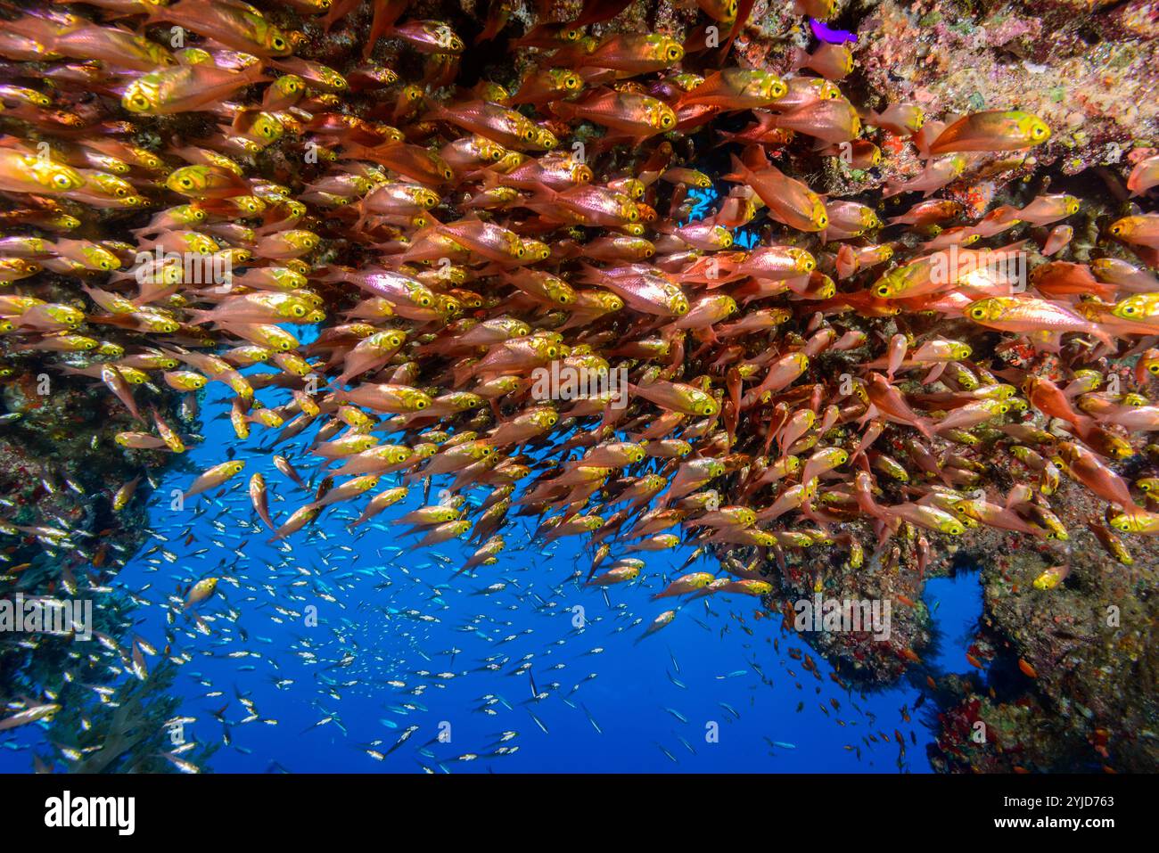 yellow sweepers in cavern red sea Stock Photo - Alamy