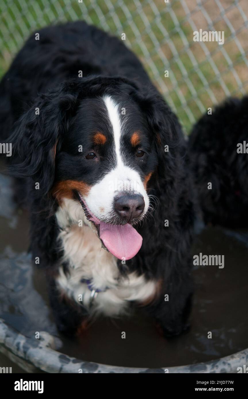 Female bernese mountain dog hi-res stock photography and images - Alamy