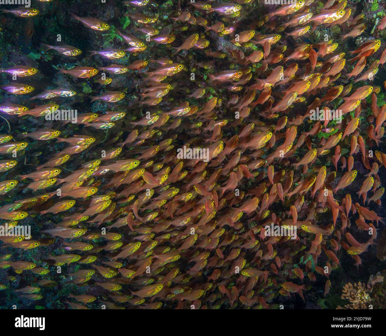 yellow sweepers in cavern red sea Stock Photo - Alamy