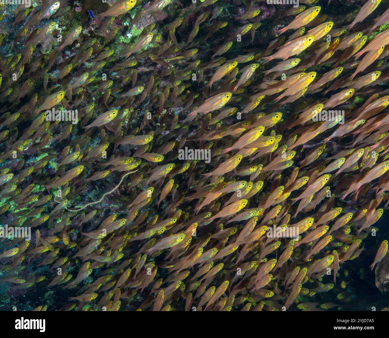 yellow sweepers in cavern red sea Stock Photo - Alamy
