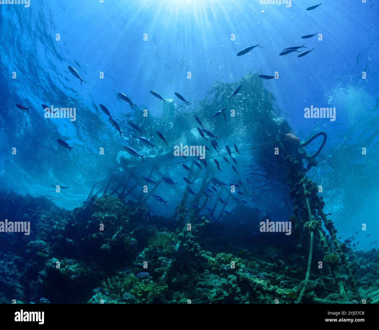 under the jetty big brother red sea Stock Photo - Alamy