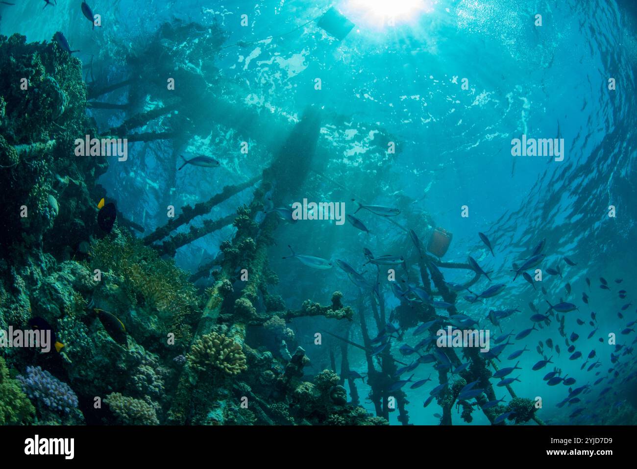 under the jetty big brother red sea Stock Photo - Alamy