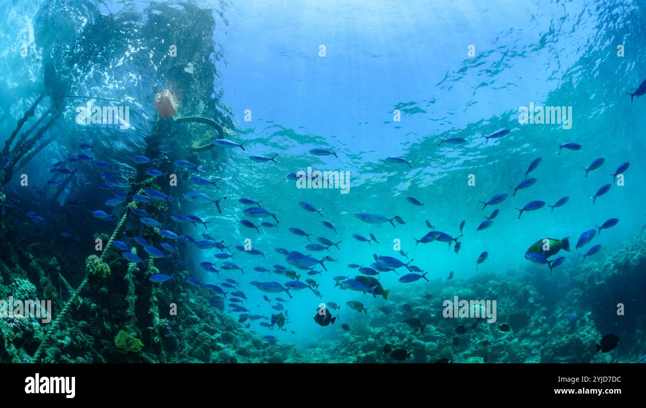 under the jetty big brother red sea Stock Photo - Alamy
