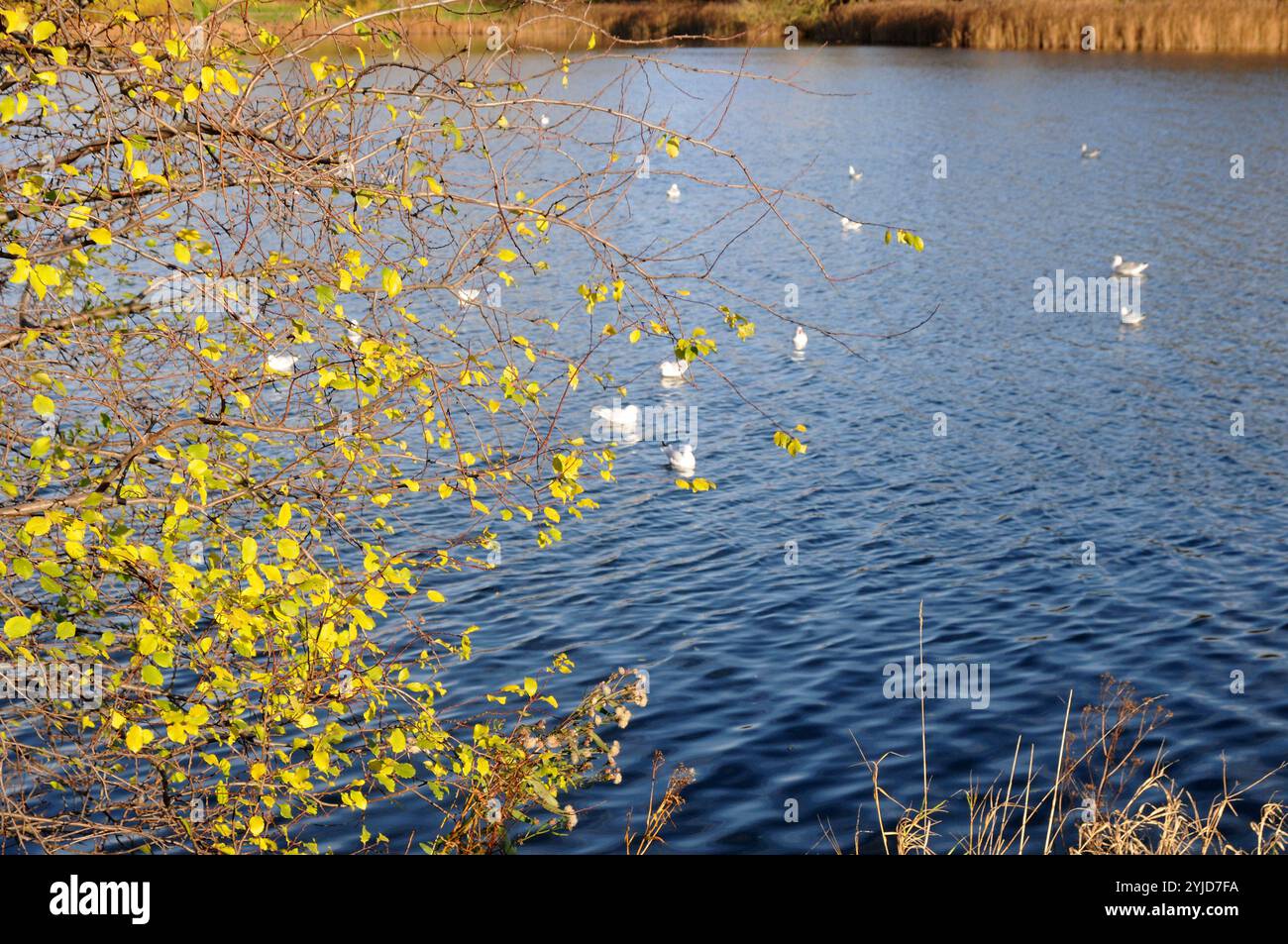 Copenhagen/ DenmarK/14 November 2024/Swans and ucks and other wild ...