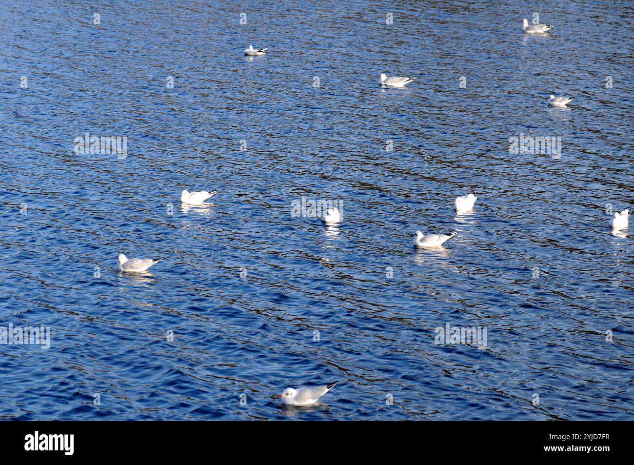 Copenhagen/ DenmarK/14 November 2024/Swans and ucks and other wild ...