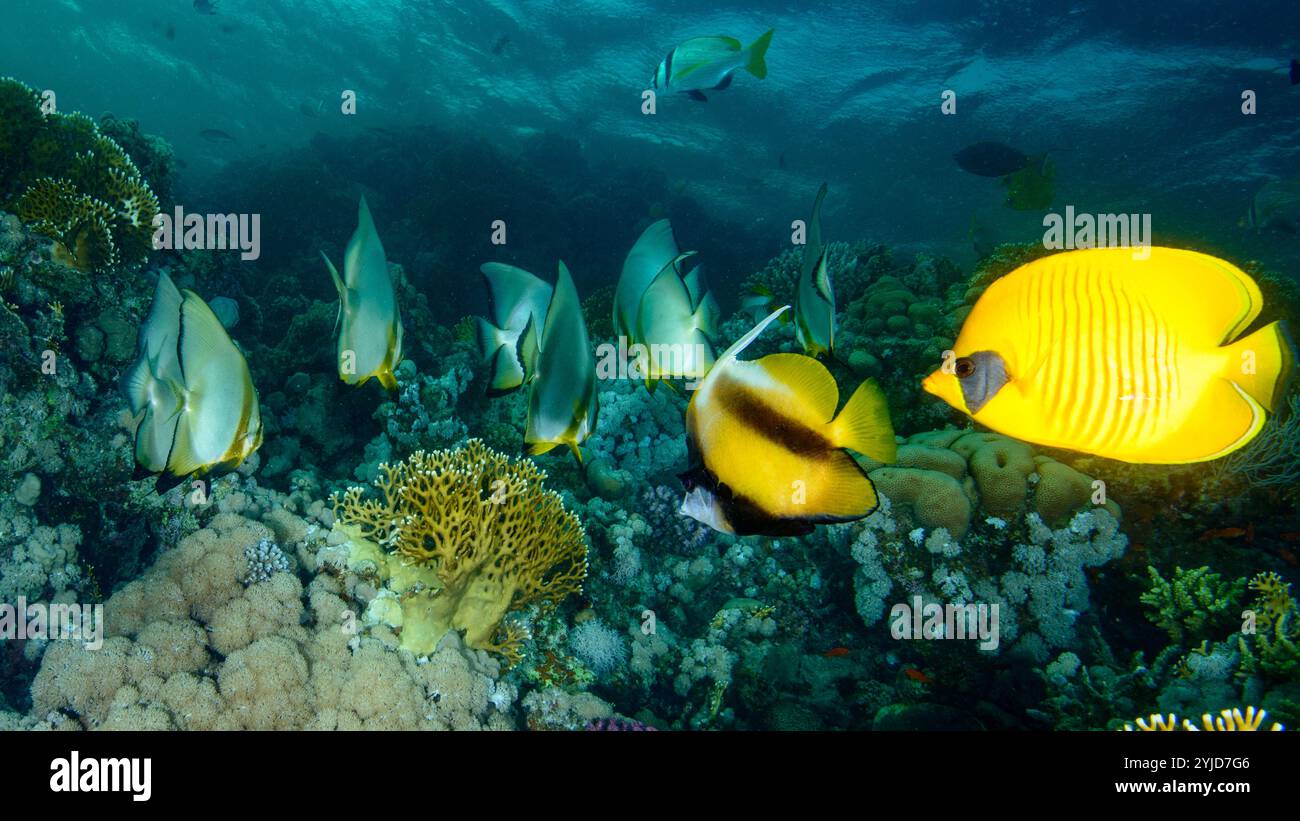 reef top red sea Stock Photo - Alamy
