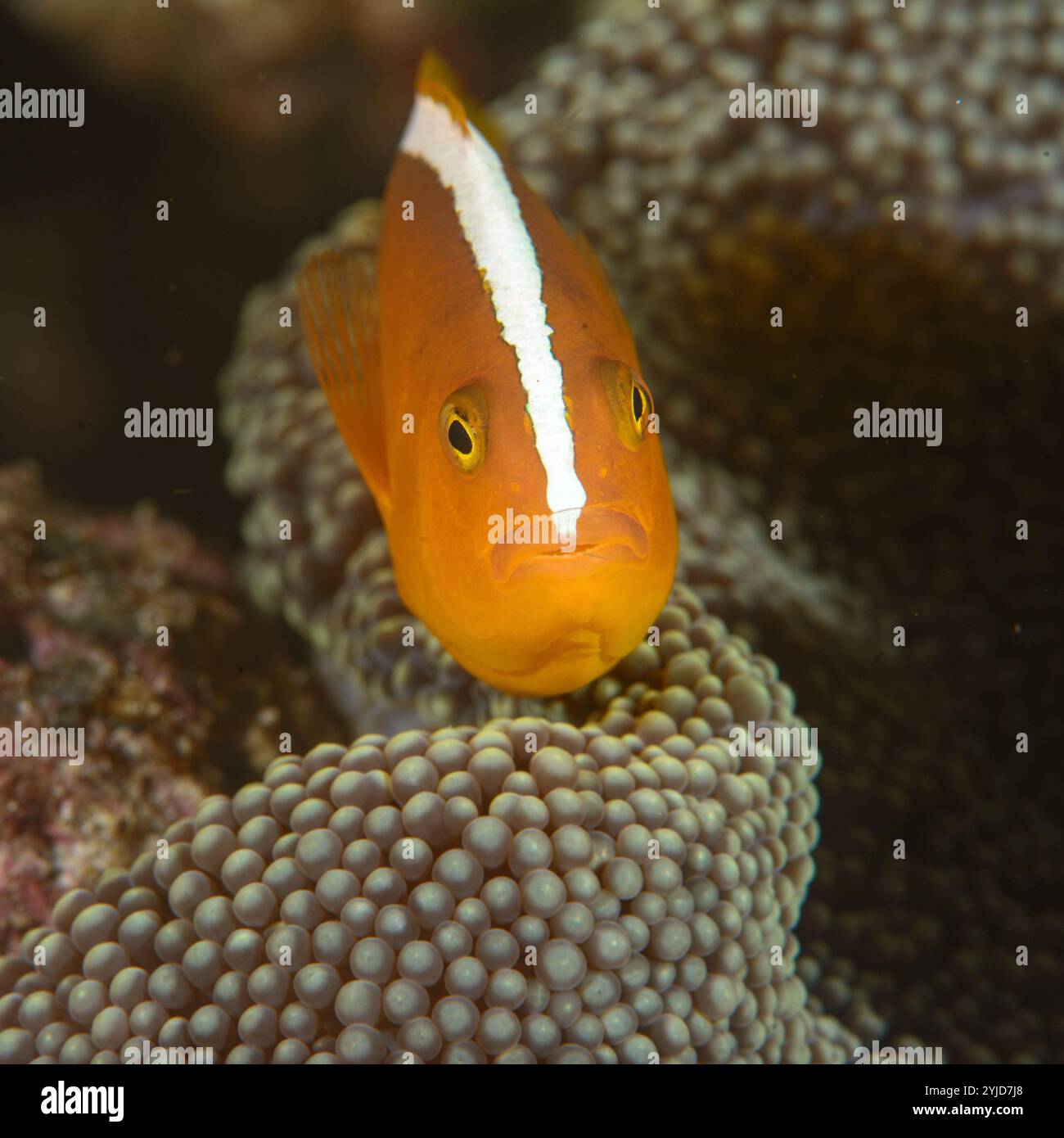 Raga ampat hi-res stock photography and images - Alamy